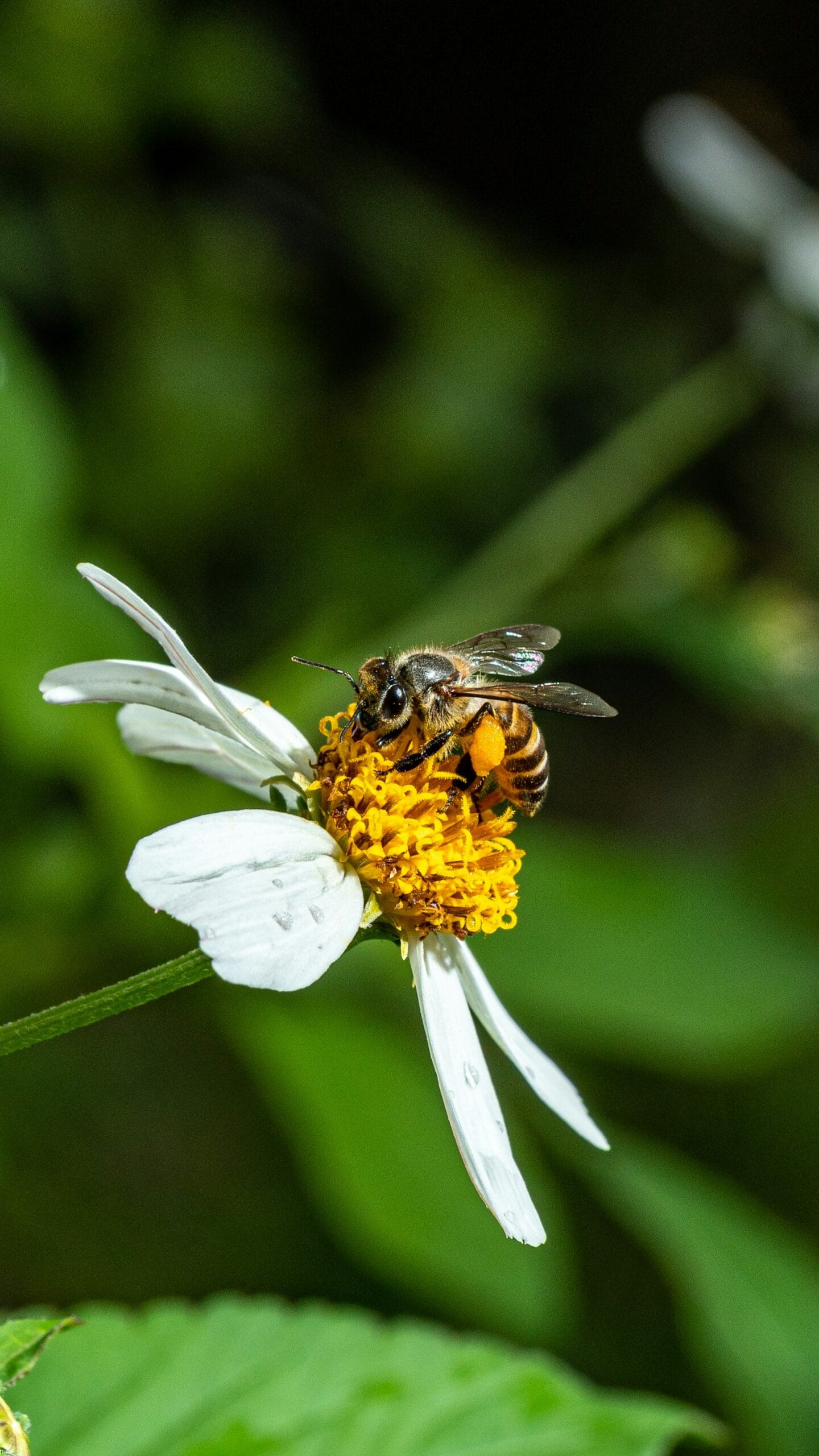 Wasp vs. Bee: How to Identify and Deal with Stinging Insects - Pest ...